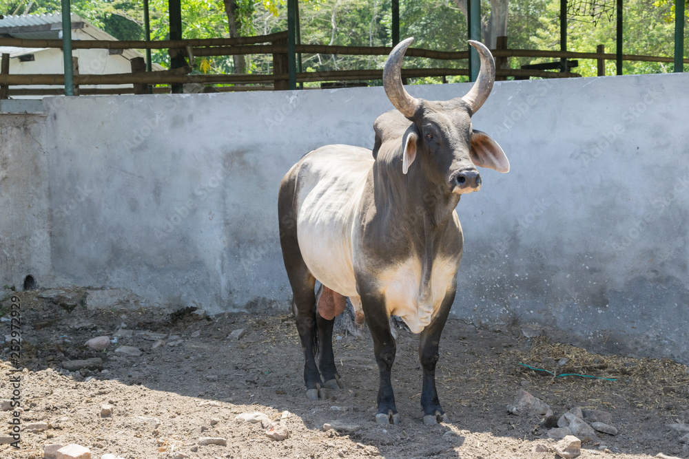 toro guzerat Stock Photo | Adobe Stock