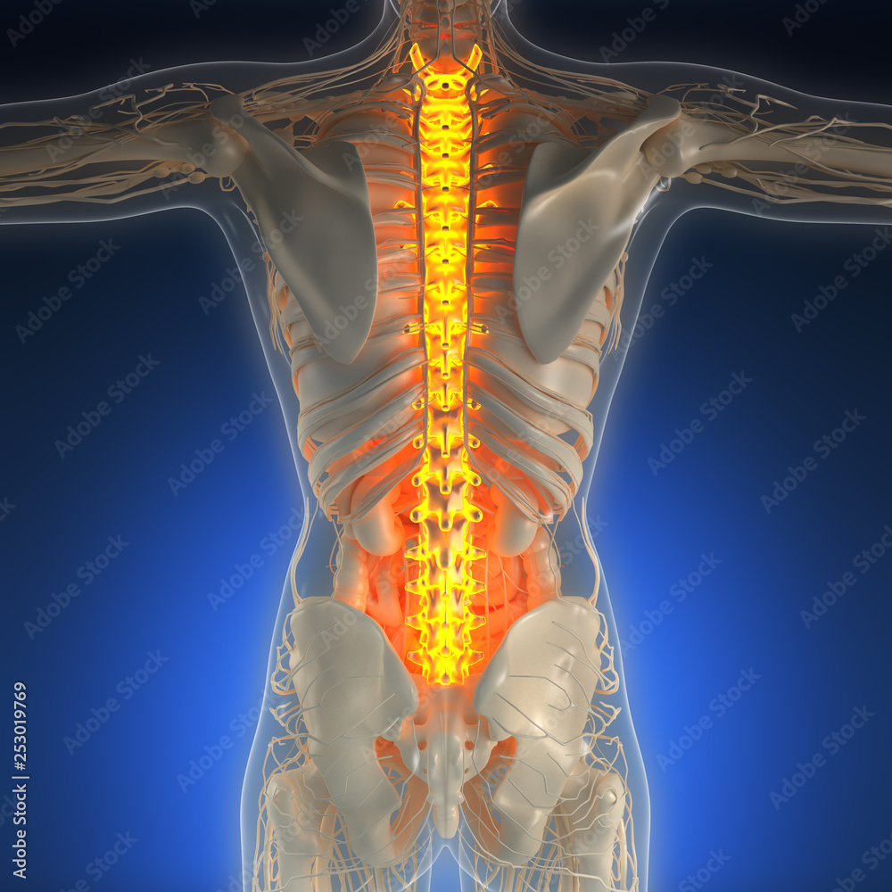 science anatomy of human body in x-ray with glow back bones Stock Photo ...