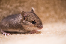 Brown Mouse Free Stock Photo - Public Domain Pictures