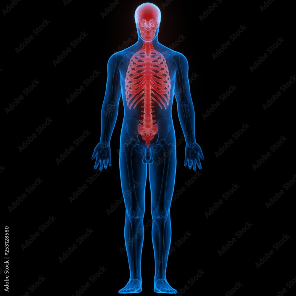 Human Skeleton System Axial Skeleton Anatomy Stock Illustration | Adobe ...