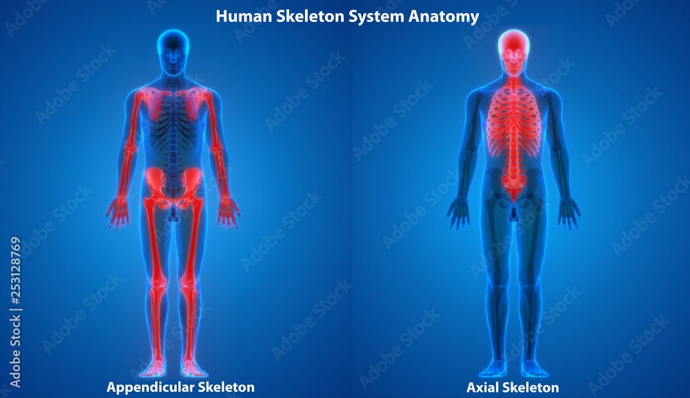 Human Skeleton System Appendicular and Axial Skeleton Anatomy Stock ...