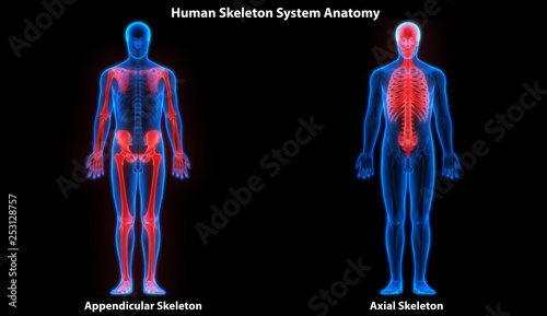 Human Skeleton System Appendicular and Axial Skeleton Anatomy Stock ...