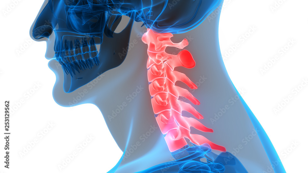 Ilustración de Stock Human Skeleton System Vertebral Column Cervical Vertebrae Anatomy | Adobe Stock