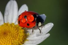 Lady Bug Free Stock Photo - Public Domain Pictures