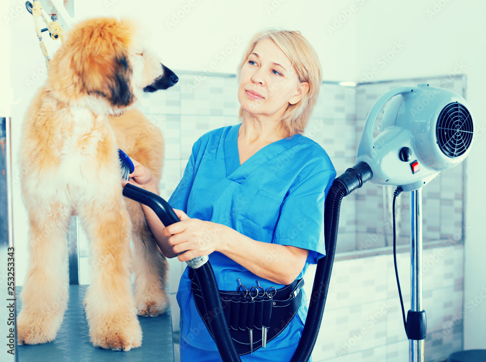 hairdresser professional dries hair by fen dog fur Afghan hound dog in ...