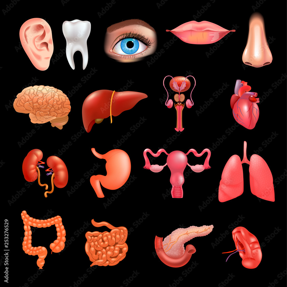 Vector internal organs icon set. Realistic vector illustration. Stock ...