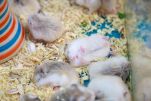 Sleeping Hamster Free Stock Photo - Public Domain Pictures
