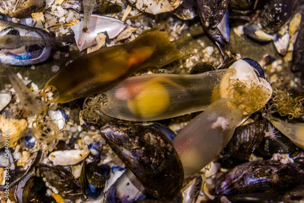 shark eggs in mermaid purses with a living fetus, growth process of a ...