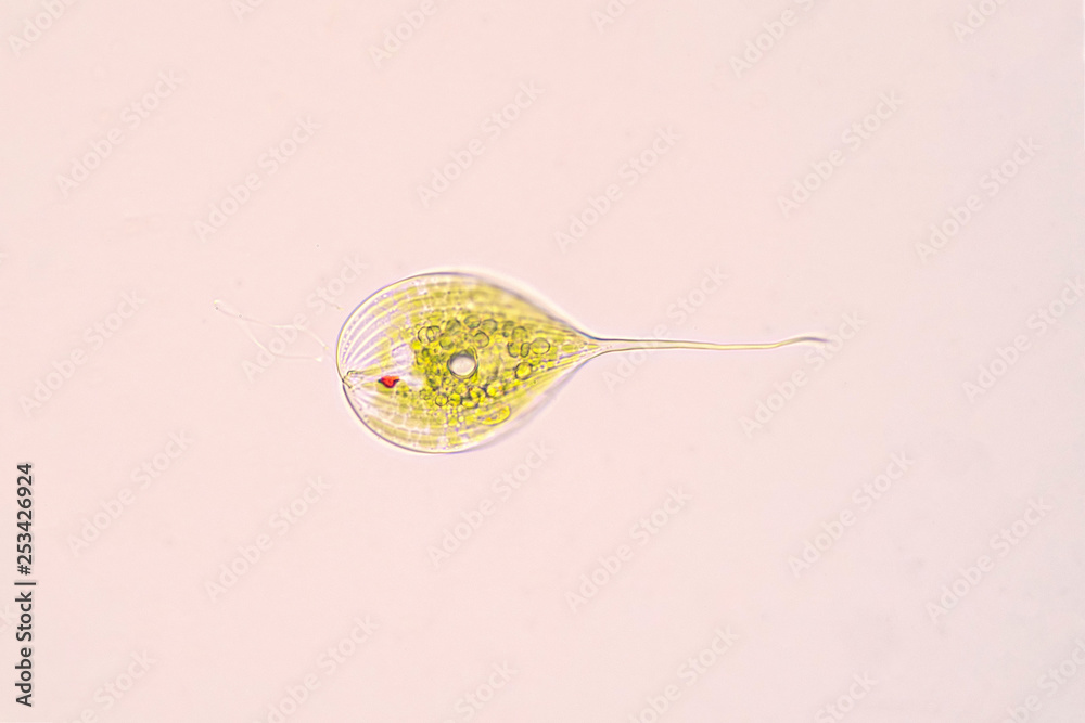Phacus is a unicellular of the phylum Euglenozoa under the microscope. Stock Photo | Adobe Stock