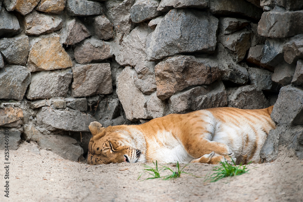 Liger - hybrid offspring of a male lion (Panthera leo) and a female ...