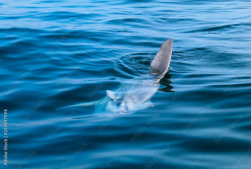 Ocean sunfish or common mola swimming in the Atlantic Ocean off the ...