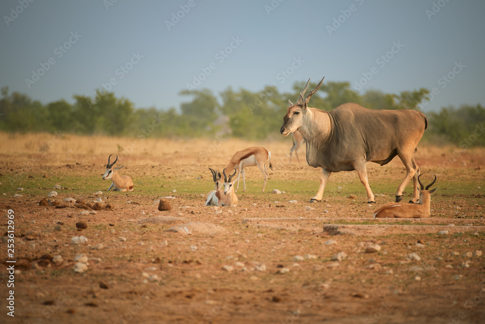 Eland antelope,Taurotragus oryx, largest and heaviest antelope in ...