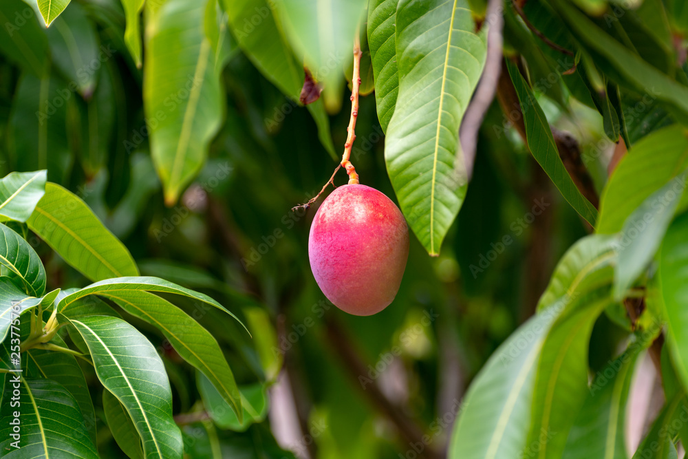 Tropical mango tree with big ripe mango fruits growing in orchard on ...