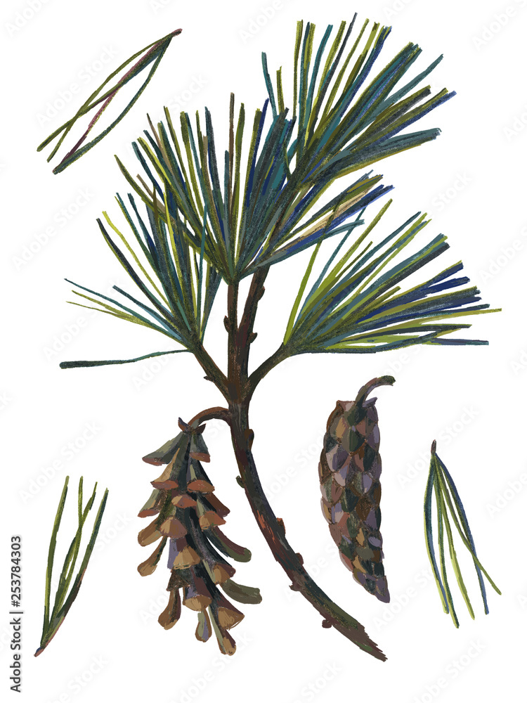 Pine Needles Drawing
