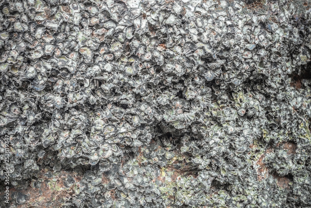 Oysters live in rocks at Tup Kaek beach Krabi.The remains of the oyster ...
