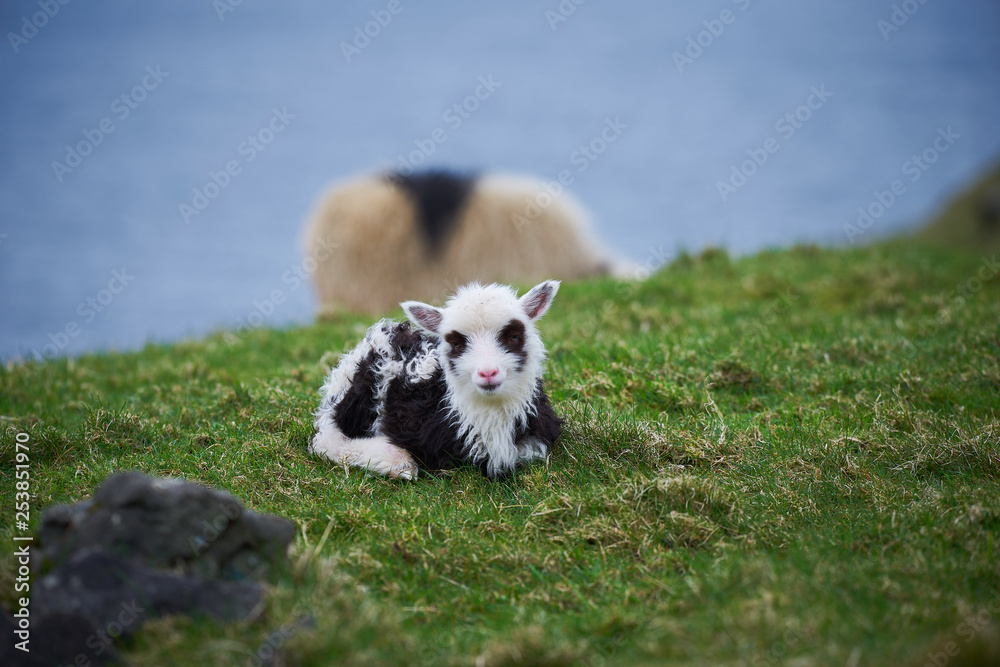 Stock-Foto „Beautiful newborn lamb of Faroese sheep on the pasture or ...