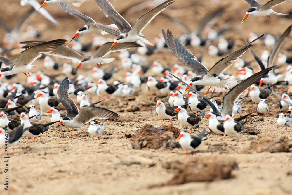 The African skimmer (Rynchops flavirostris), skimmer flock and gulls ...
