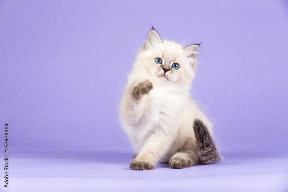 Beautiful playful kitten of pure bred Stock Photo | Adobe Stock