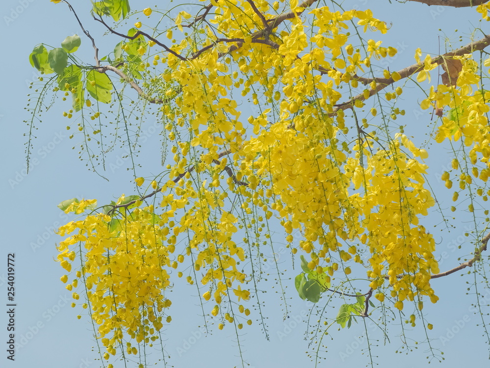 Beautiful Cassia fistula (Golden shower tree) blossom blooming on tree with blue sky background ...