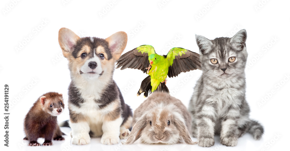 Large group of pets together in front view. Isolated on white ...