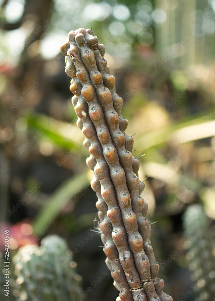 Native plant at the UNAM botanical garden, Mexico City, Mexico Stock ...