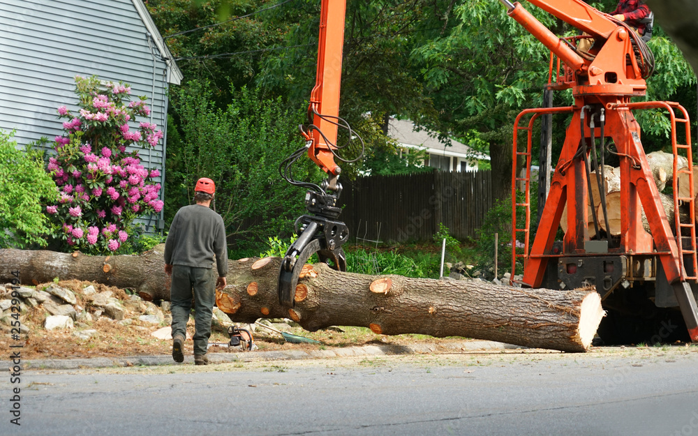 removed tree trunk by crane in residential area Stock Photo | Adobe Stock