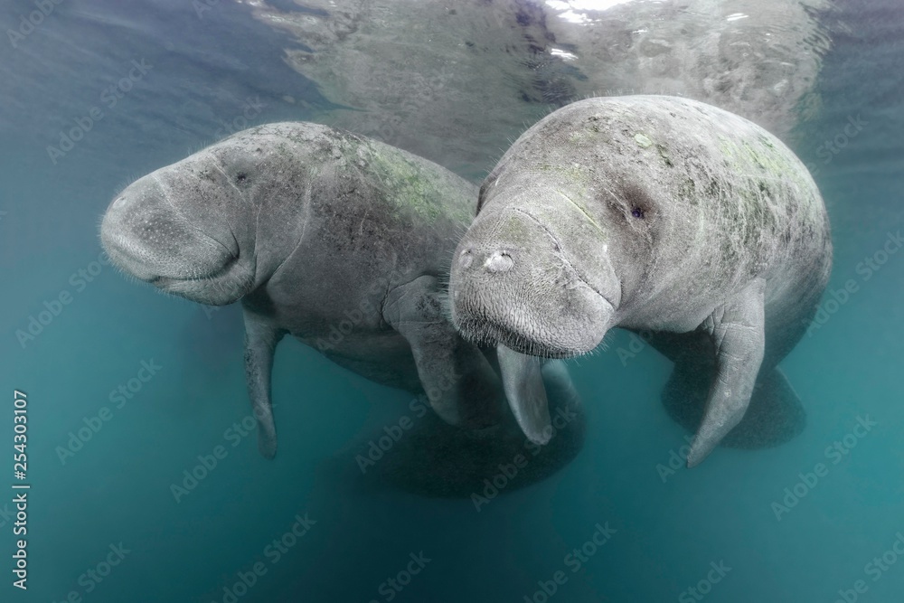 Two West Indian manatees (Trichechus manatus), couple, Three Sisters ...