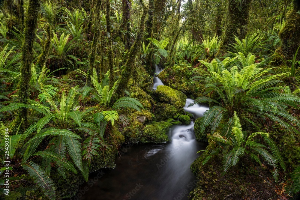 Stream with ferns in the dense rainforest, Fiordland National Park ...