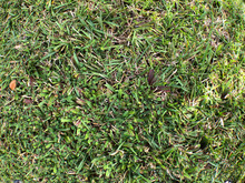 Mixed Grass And Weeds Free Stock Photo - Public Domain Pictures