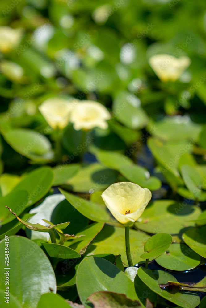 Yellow water poppy (Hydrocleys nymphoides) is a perennial aquatic water ...
