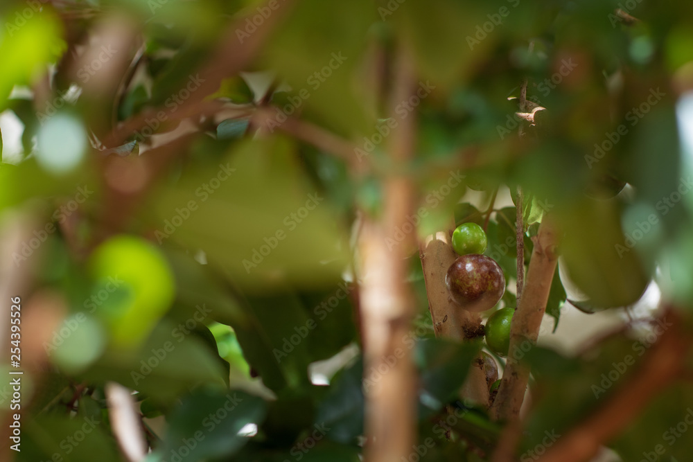 Jaboticaba brazilian tree full of fruits on ripe. Jaboticaba is the ...