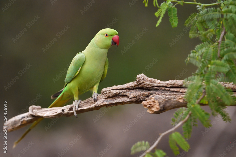 Green parrot sitting in tree Stock Photo | Adobe Stock