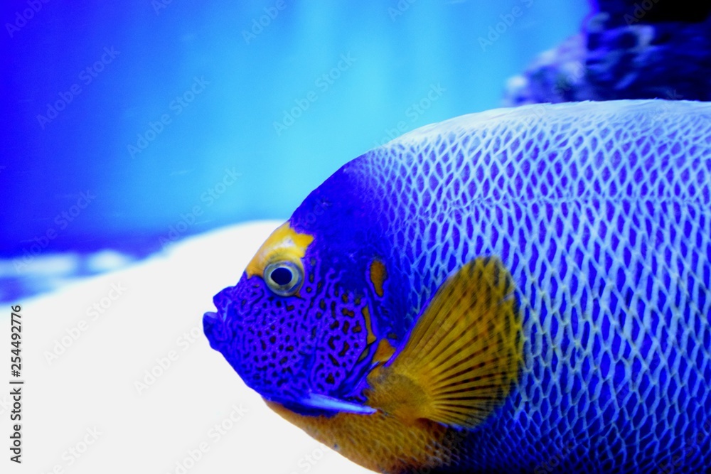 Photo Stock Marine angelfish are perciform fish of the family ...