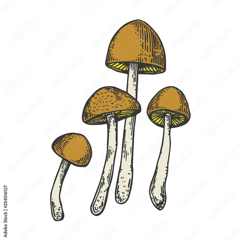 Narcotic psychedelic mushroom psilocybin color sketch engraving vector ...