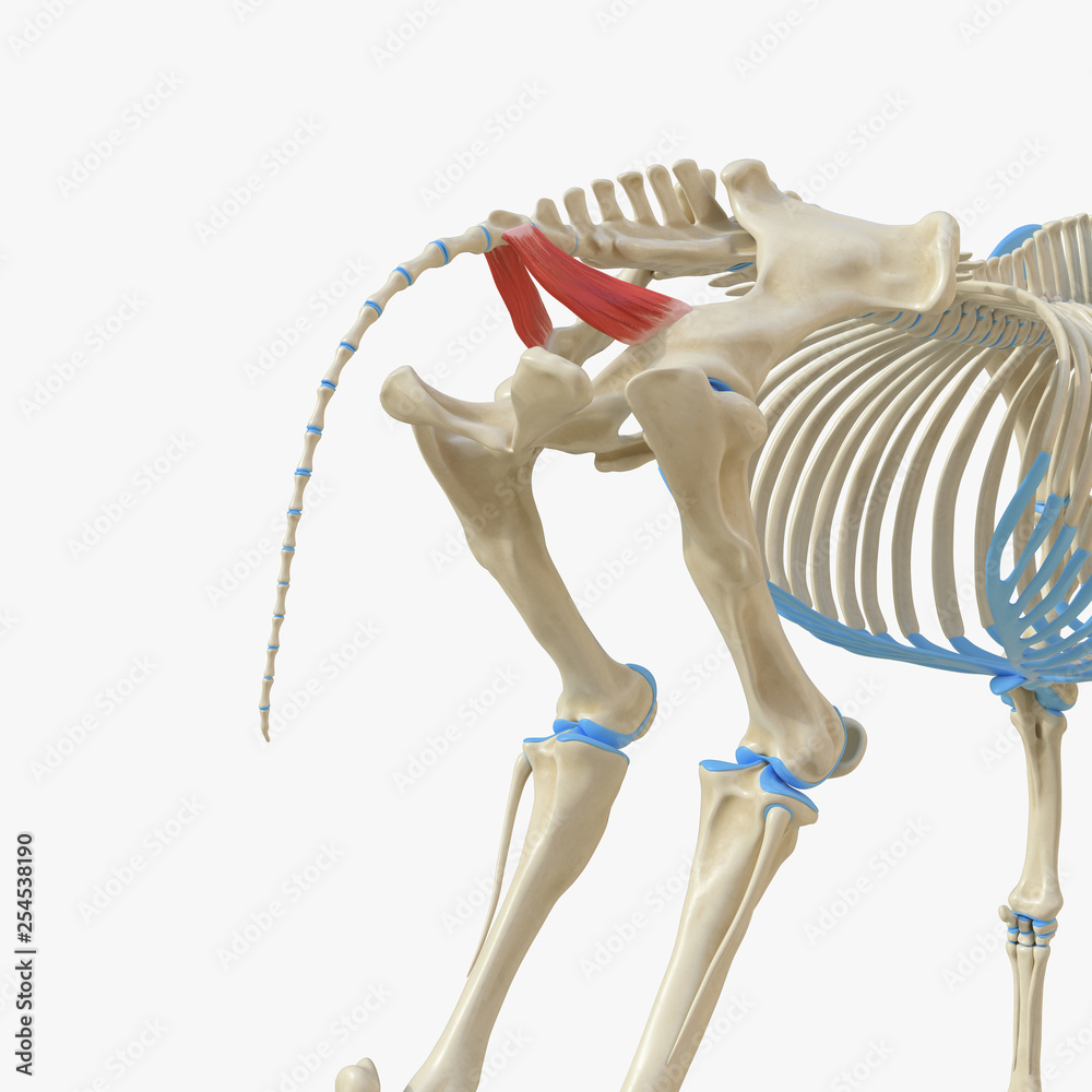 3d rendered medically accurate illustration of the equine muscle ...
