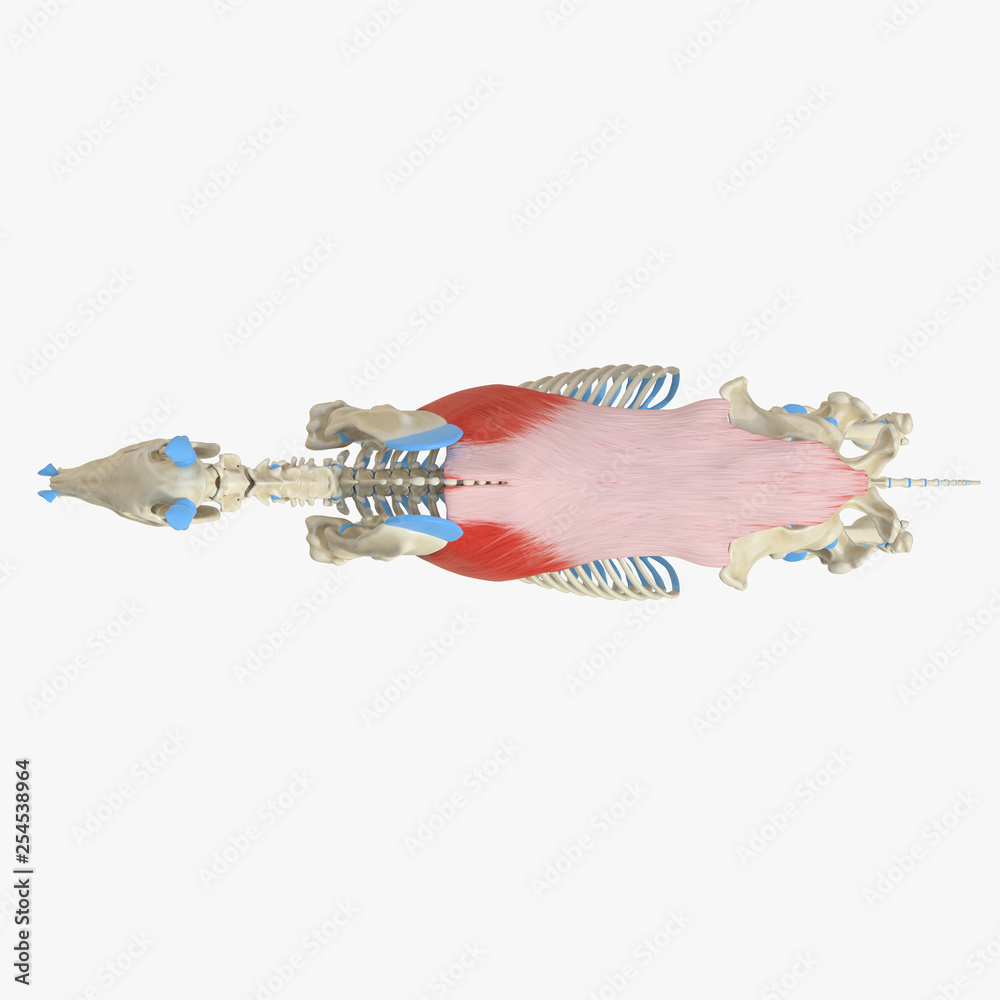 3d rendered medically accurate illustration of the equine muscle ...
