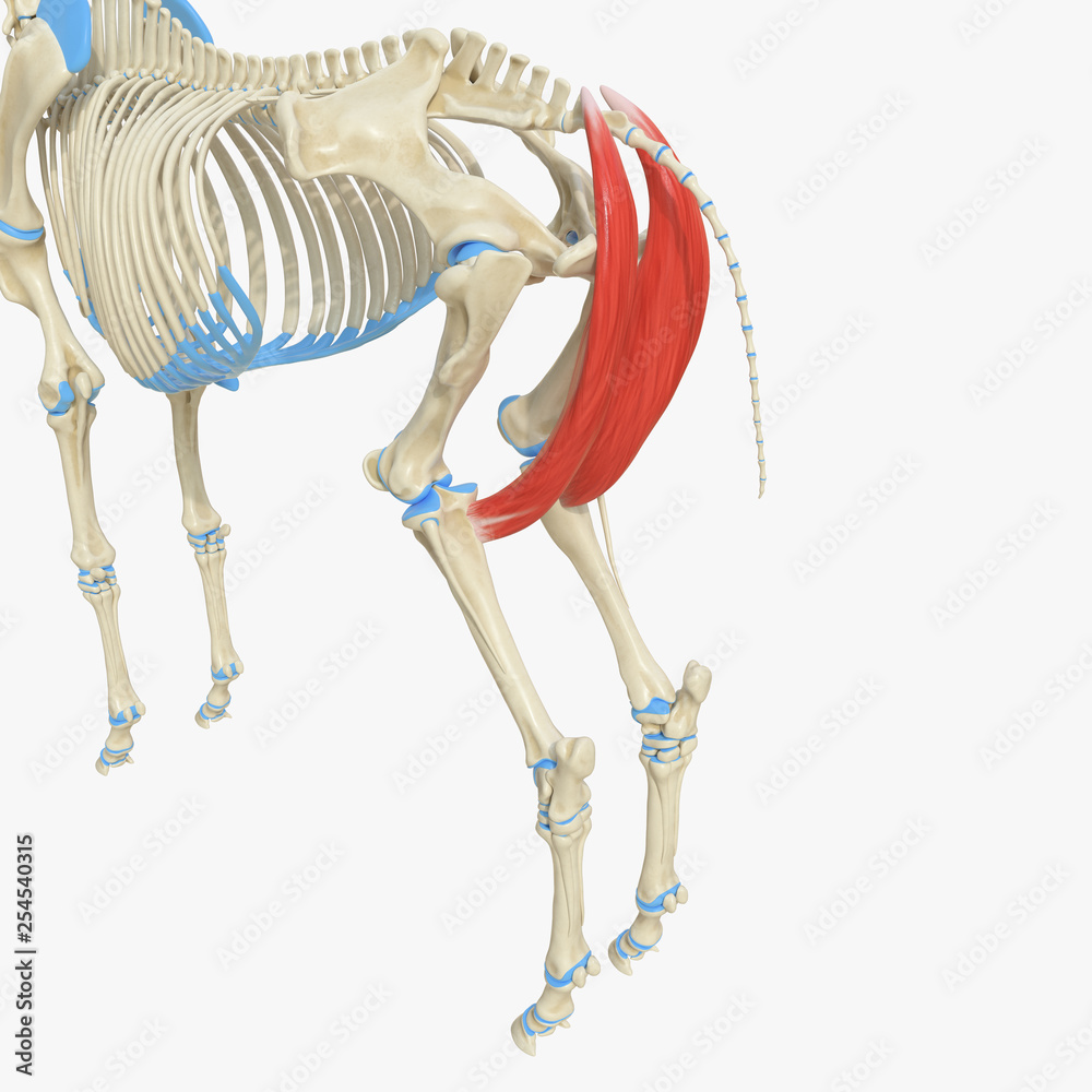 3d rendered medically accurate illustration of the equine muscle ...