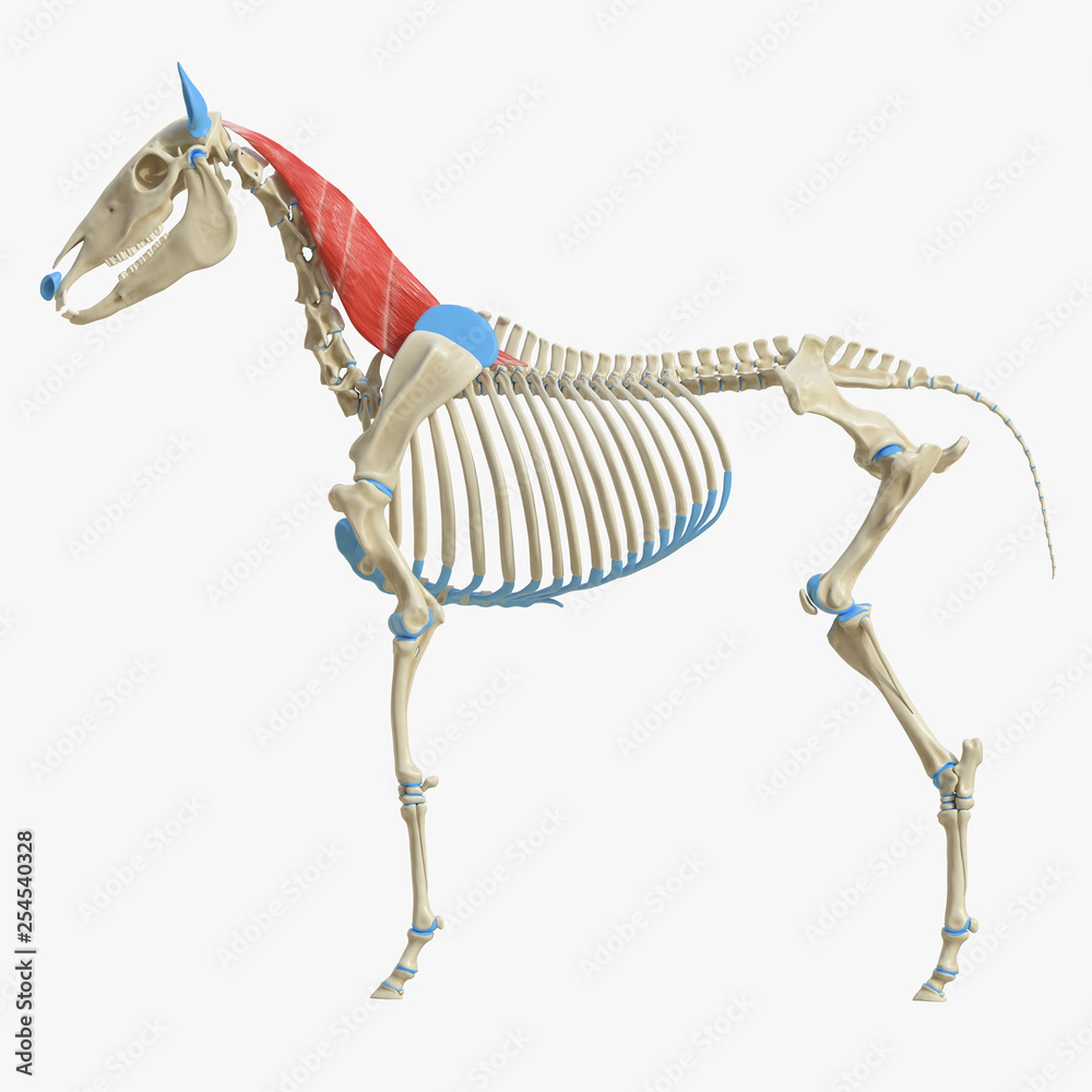 3d rendered medically accurate illustration of the equine muscle ...