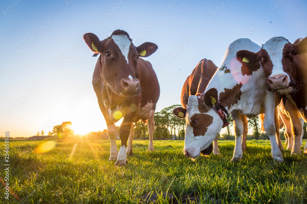 Cows Stock Photo | Adobe Stock