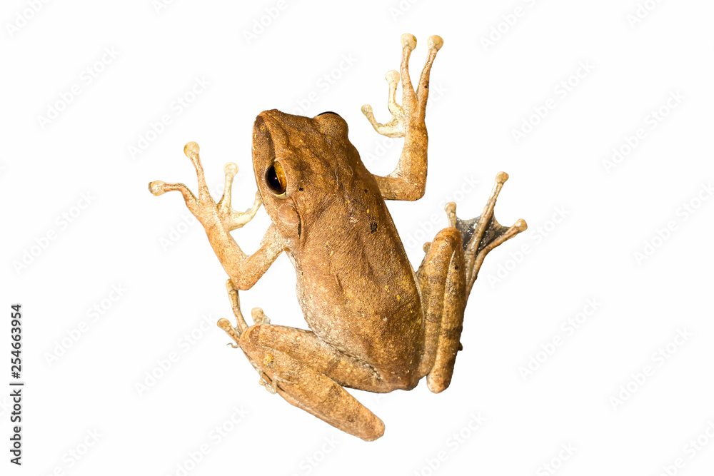 Polypedates leucomystax, Golden tree frog ,Common tree frog, with ...