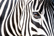Zebra Eye Close-up Free Stock Photo - Public Domain Pictures