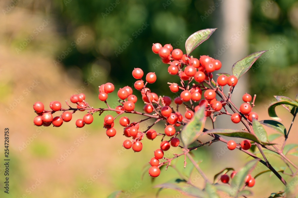Bolitas rojas de una planta en un jardin Stock Photo | Adobe Stock