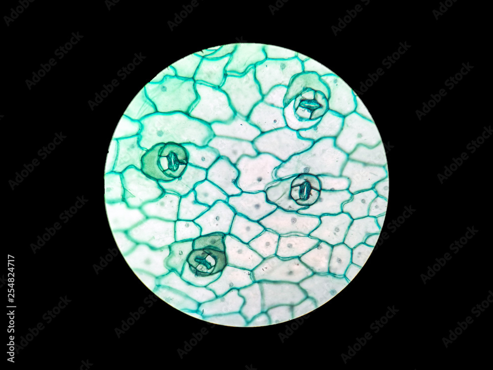 stoma of leaves under compound microscope with 400x magnification ...