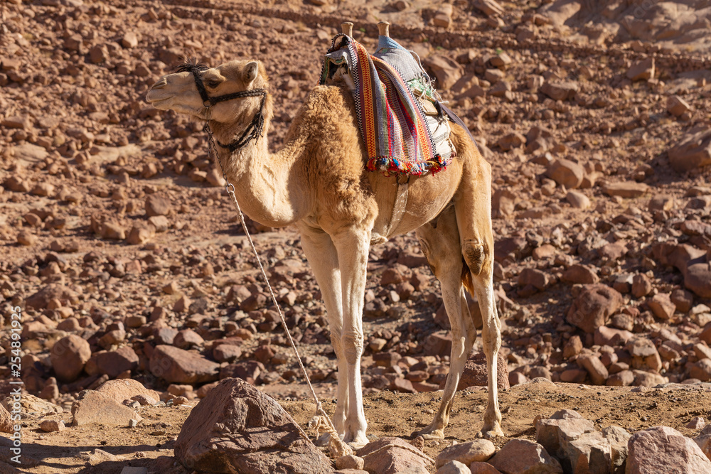 Dromedary from the Sinai Peninsula. Arabian camel (Camelus dromedarius ...