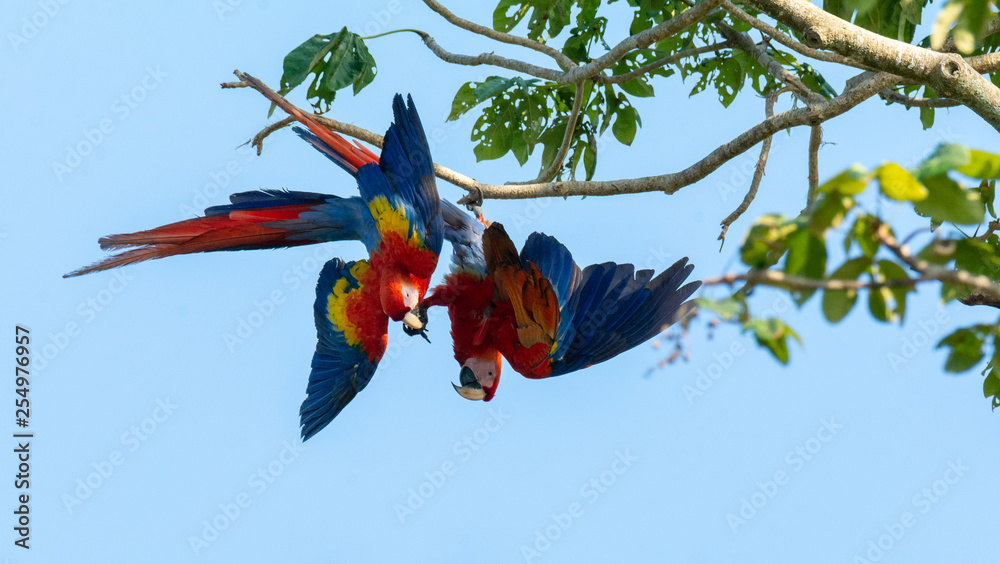 With a kick to the face one scarlet macaw is definely sending a message ...