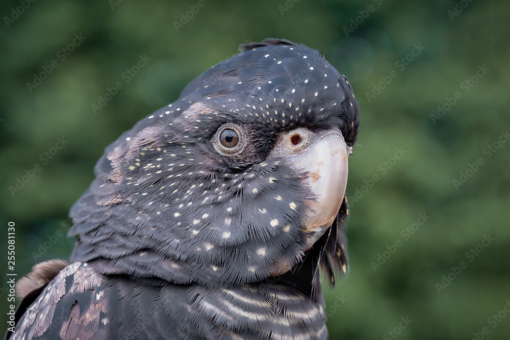 A very close portrait of a red tailed black cockatoo. It is looking ...