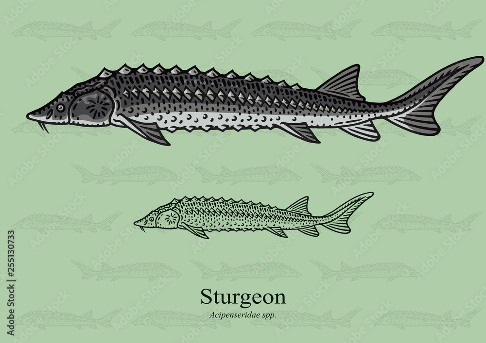 Sturgeon. Vector illustration with refined details and optimized stroke ...