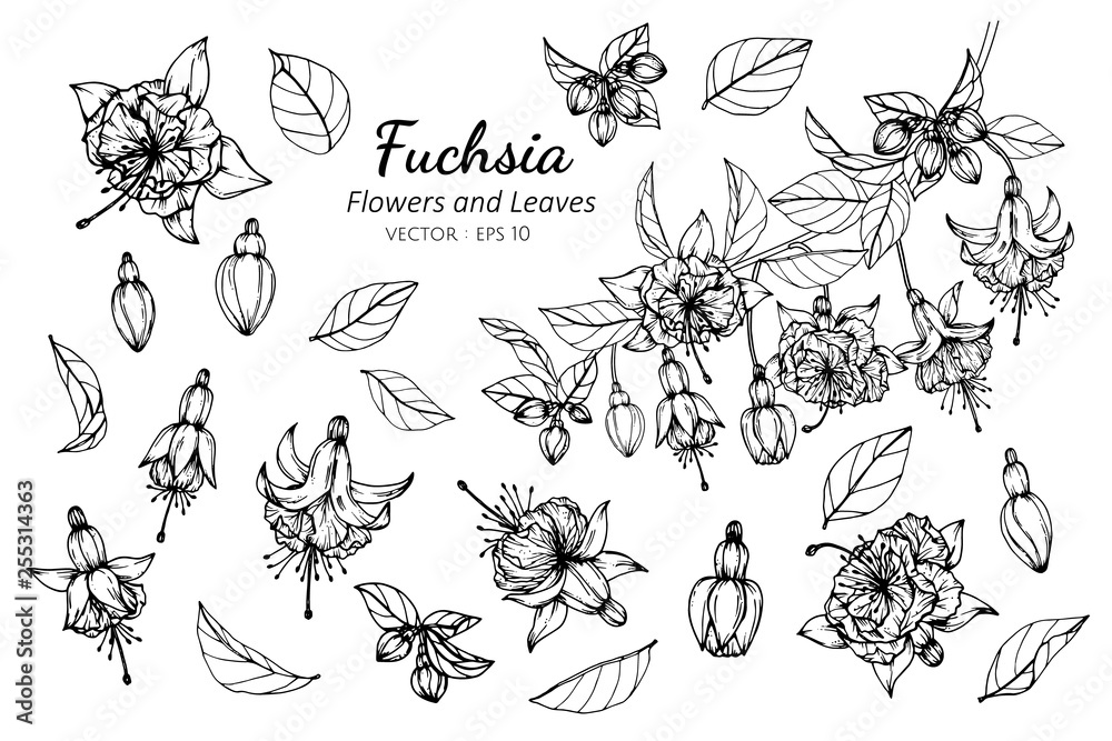 Collection set of fuchsia flower and leaves drawing illustration. Stock ...