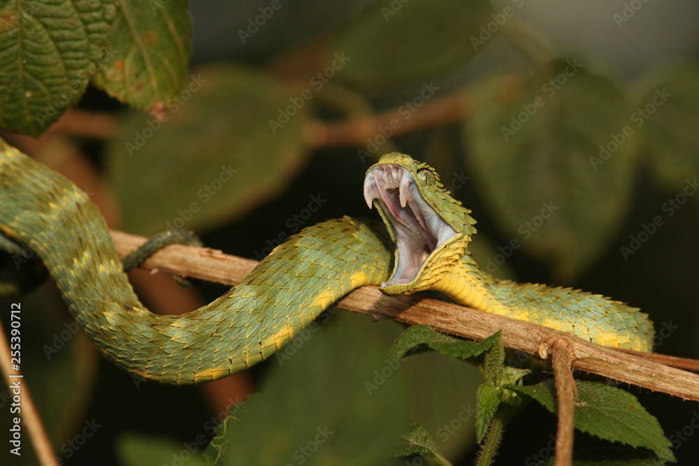 Green bush viper, also known as variable bush viper, leaf viper or Hallowell's green tree viper ...