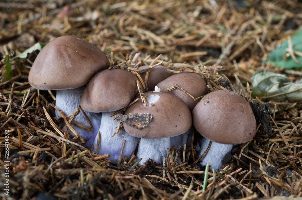 Group of edible mushrooms Clitocybe nuda in the spruce forest. Commonly ...